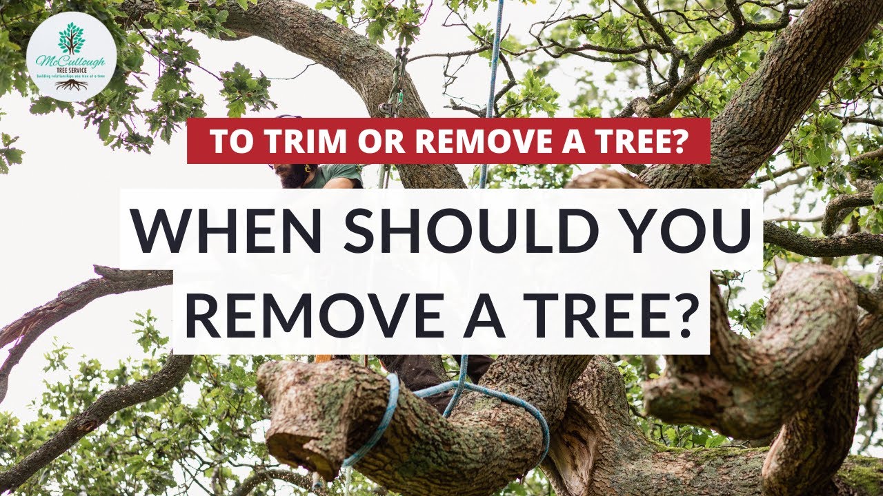 Check Out Our Videos - McCullough Tree Service