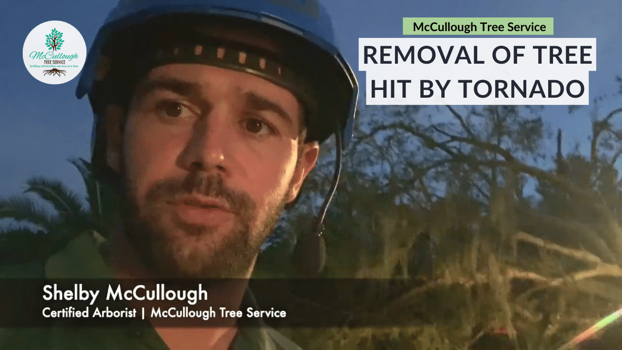 Check Out Our Videos - McCullough Tree Service