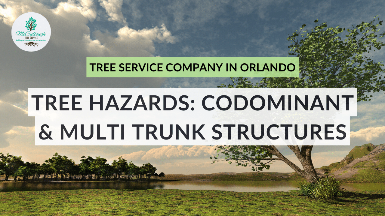 Check Out Our Videos - McCullough Tree Service