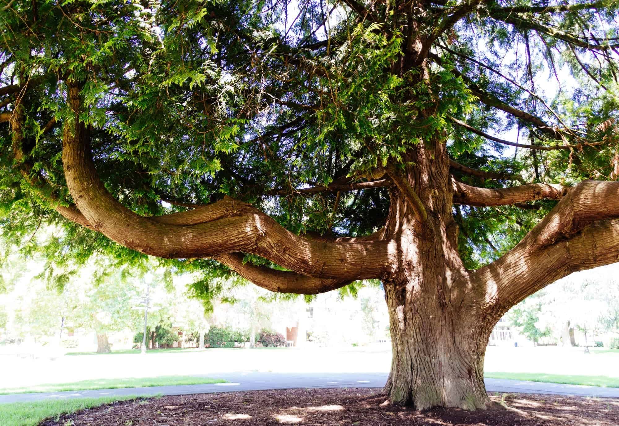 McCullough Tree Service