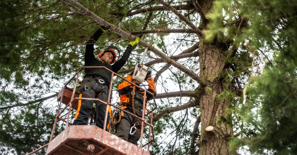 Certified Arborist in Orlando & Central Florida