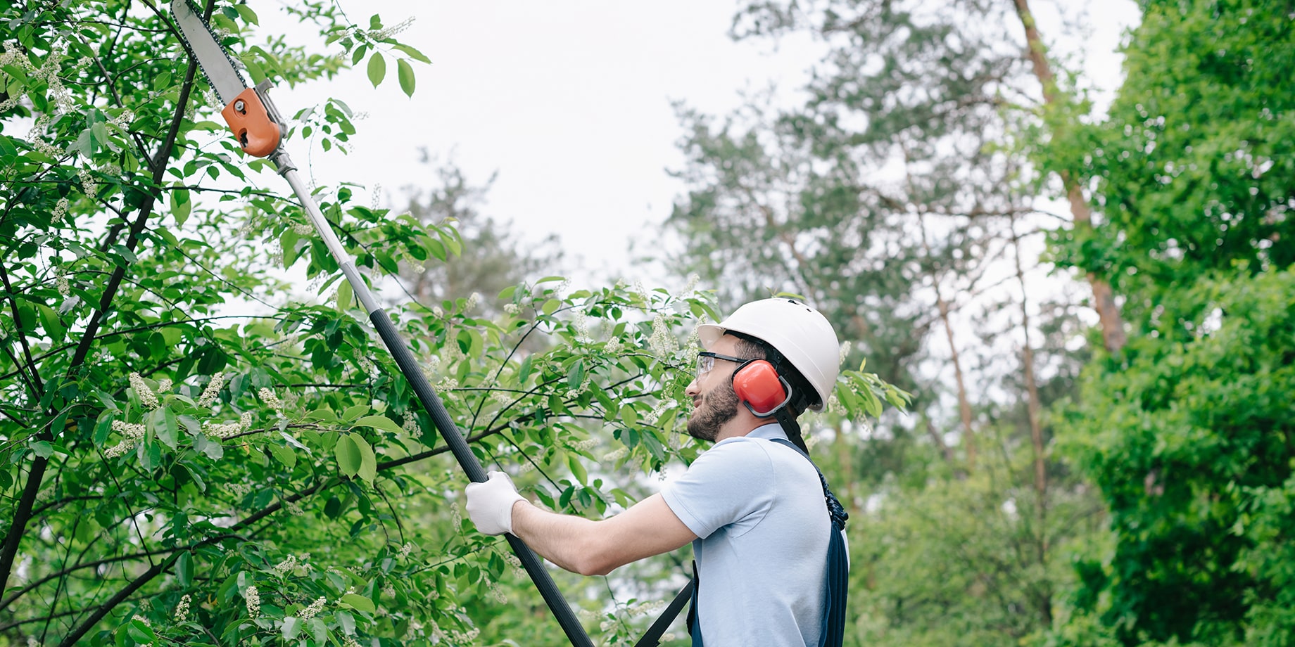 How To Trim Tall Trees And High Branches Properly And Safely