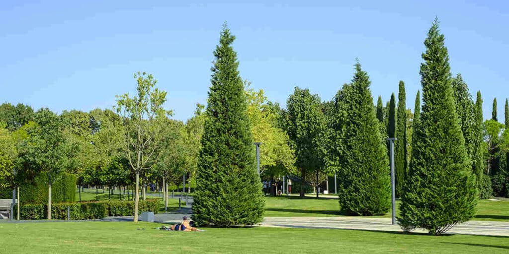 Tree Shapes and How to Use Them for Your Landscaping Project